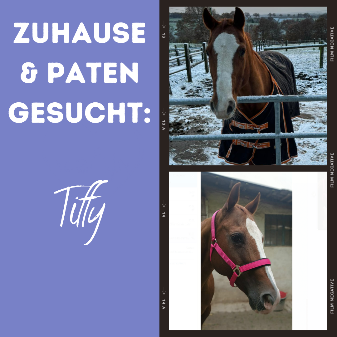 Tiffy – Ein Herz für alle Wesen e.V.